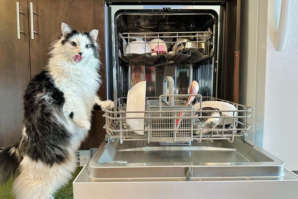 A New Pet-Of-View on Energy Efficiency | Save on Energy